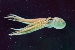 Octopus vulgaris - Monaco Nature Encyclopedia