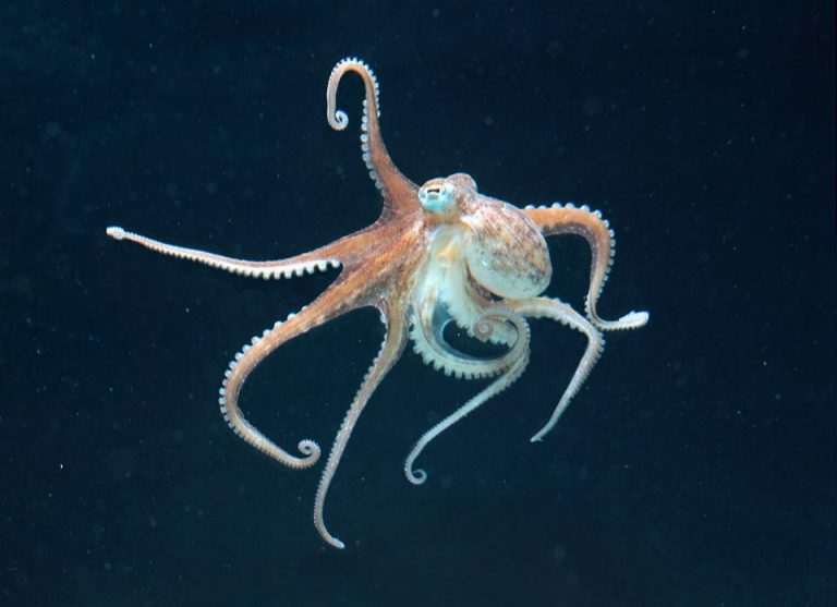 Octopus vulgaris - Monaco Nature Encyclopedia