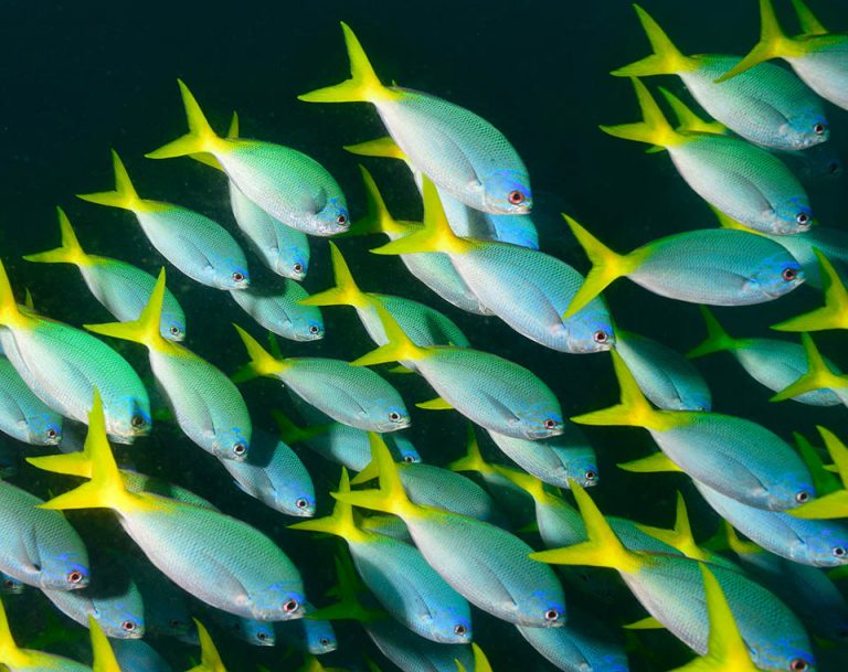 Caesio cuning - Monaco Nature Encyclopedia