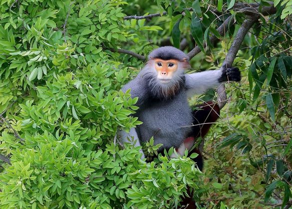 Pygathrix nemaeus - Monaco Nature Encyclopedia