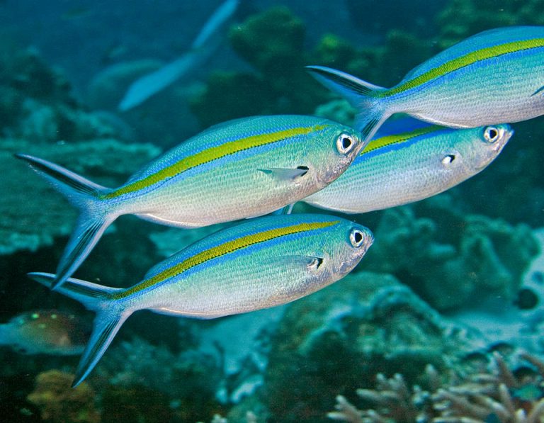 Caesio caerulaurea - Monaco Nature Encyclopedia