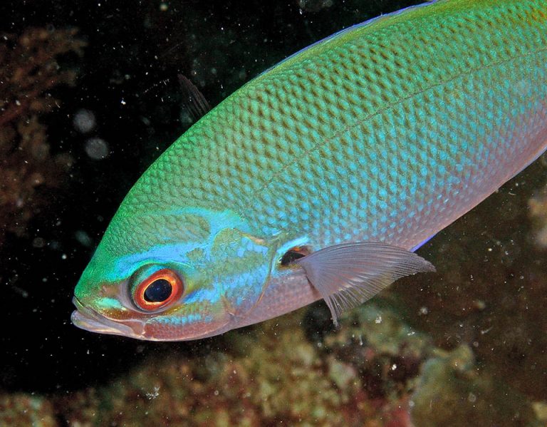 Caesio cuning - Monaco Nature Encyclopedia