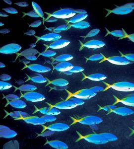 Caesio teres - Monaco Nature Encyclopedia