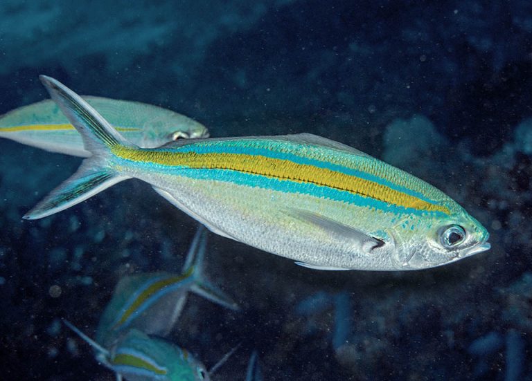 Caesio caerulaurea - Monaco Nature Encyclopedia