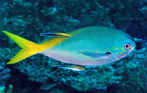 Caesio cuning - Monaco Nature Encyclopedia