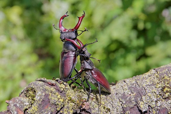 Lucanus cervus - Monaco Nature Encyclopedia