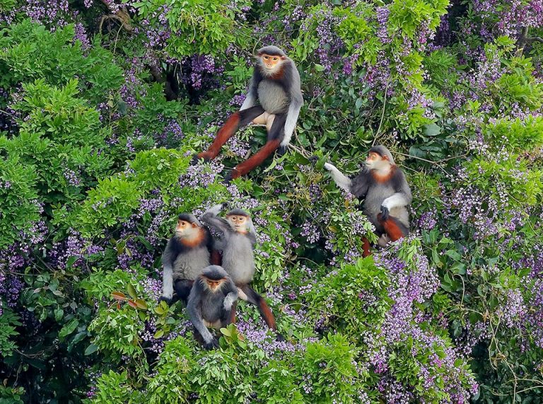 Primates - Monaco Nature Encyclopedia
