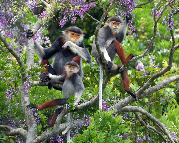 Pygathrix nemaeus - Monaco Nature Encyclopedia