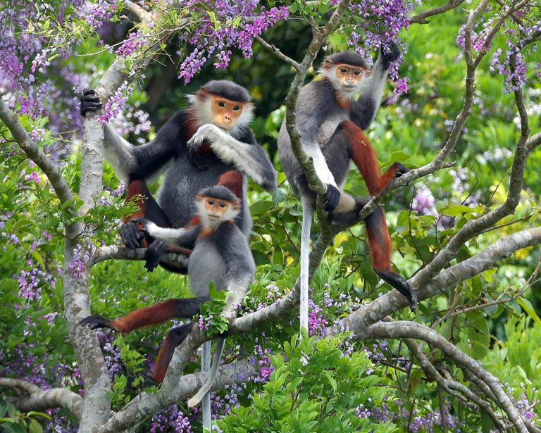 Pygathrix nemaeus - Monaco Nature Encyclopedia