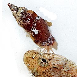 Cumia reticulata - Monaco Nature Encyclopedia