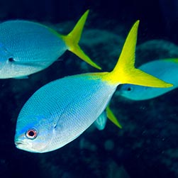 Caesio cuning - Monaco Nature Encyclopedia