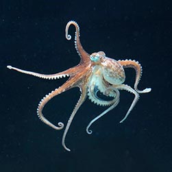 Octopus vulgaris - Monaco Nature Encyclopedia