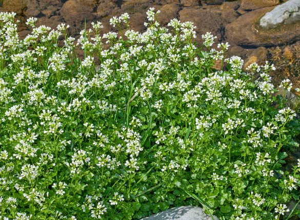 Cardamine amara - Monaco Nature Encyclopedia