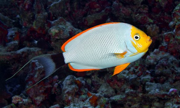 Genicanthus personatus - Monaco Nature Encyclopedia