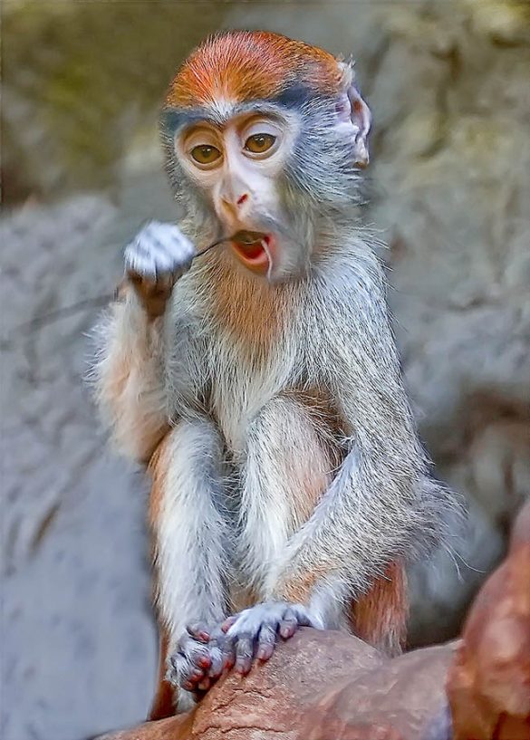 Erythrocebus patas - Monaco Nature Encyclopedia