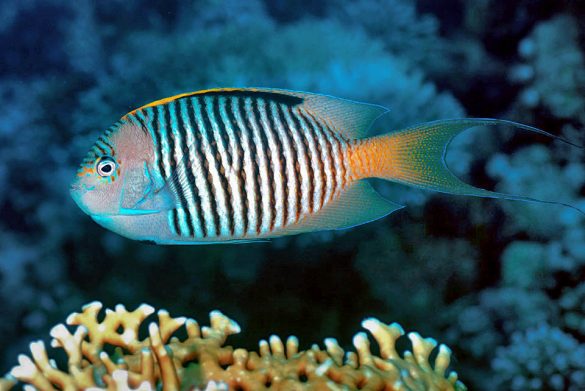 Genicanthus caudovittatus - Monaco Nature Encyclopedia