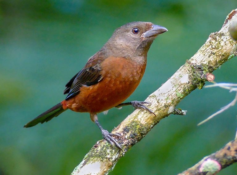 Ramphocelus bresilius - Monaco Nature Encyclopedia