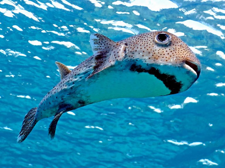 Diodon hystrix - Monaco Nature Encyclopedia