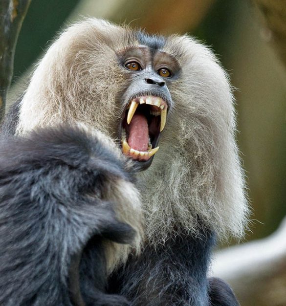 Macaca silenus - Monaco Nature Encyclopedia