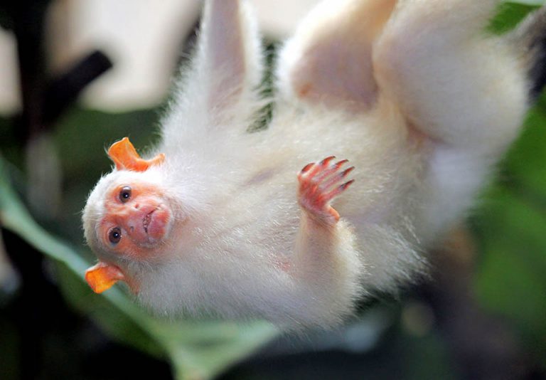 Mico argentatus - Monaco Nature Encyclopedia