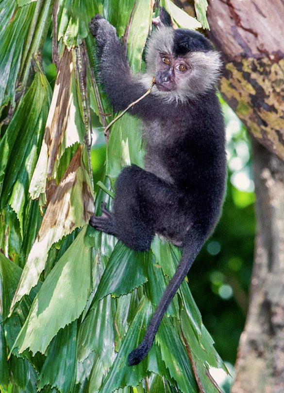 Macaca silenus - Monaco Nature Encyclopedia