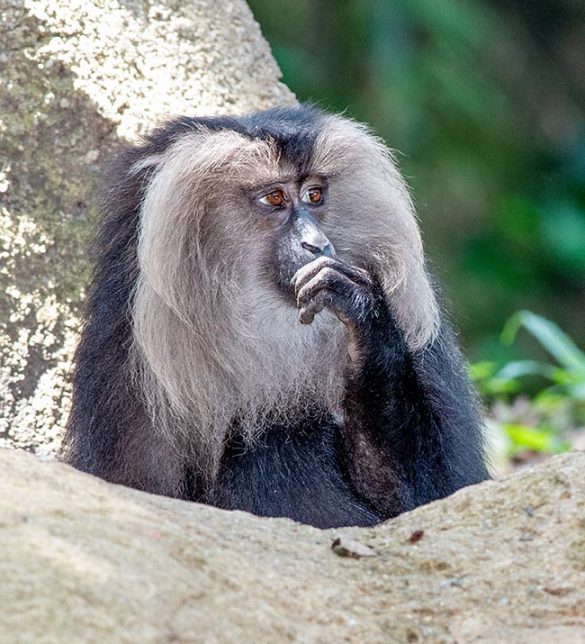 Macaca silenus - Monaco Nature Encyclopedia