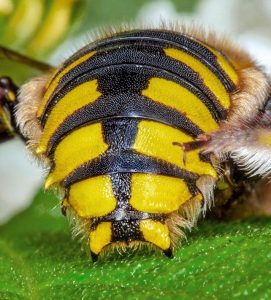 Anthidium florentinum - Monaco Nature Encyclopedia