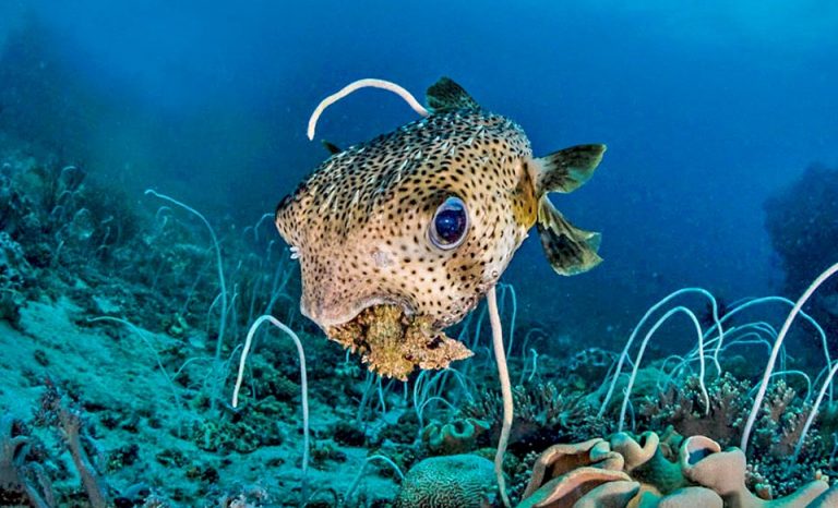 Diodon hystrix - Monaco Nature Encyclopedia