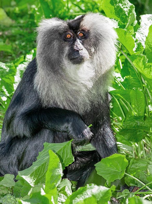Macaca silenus - Monaco Nature Encyclopedia