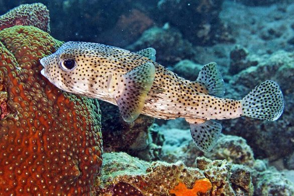 Diodon hystrix - Monaco Nature Encyclopedia