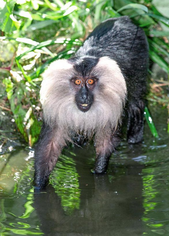 Macaca silenus - Monaco Nature Encyclopedia