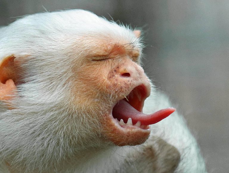 Mico argentatus - Monaco Nature Encyclopedia