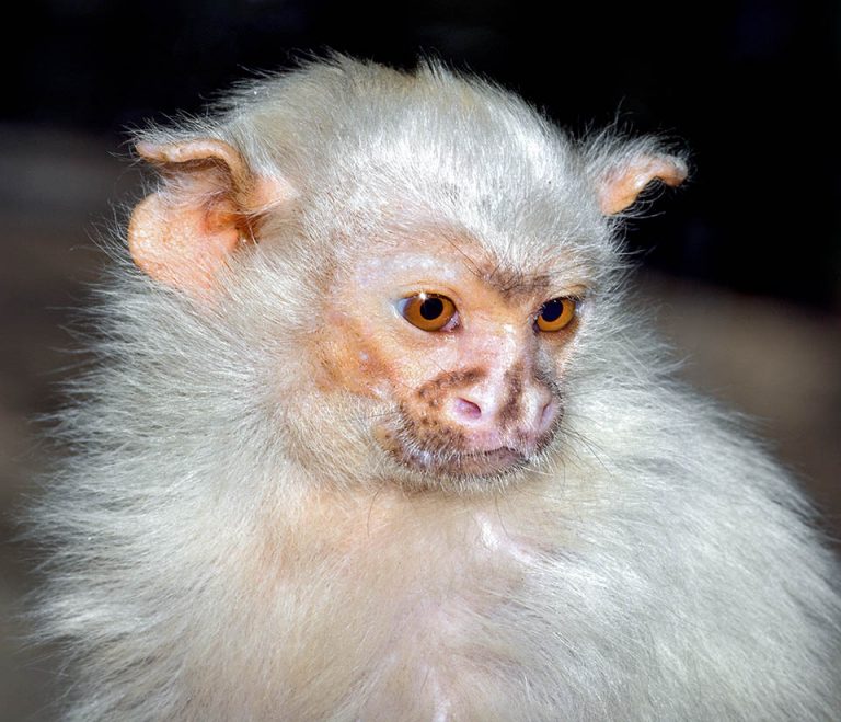 Mico argentatus - Monaco Nature Encyclopedia