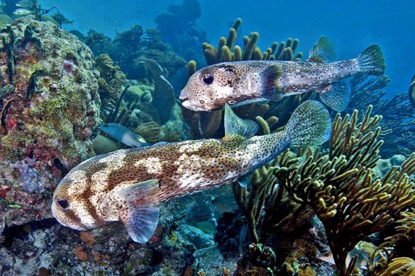 Diodon hystrix - Monaco Nature Encyclopedia