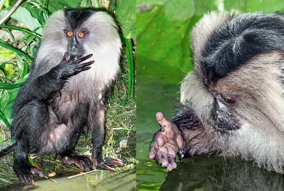 Macaca silenus - Monaco Nature Encyclopedia