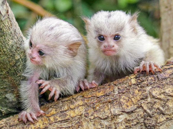 Mico argentatus - Monaco Nature Encyclopedia