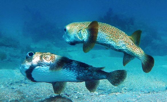 Diodon hystrix - Monaco Nature Encyclopedia