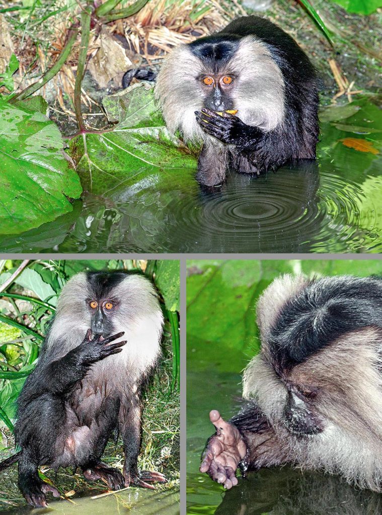 Macaca silenus - Monaco Nature Encyclopedia