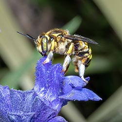 Anthidium florentinum - Monaco Nature Encyclopedia