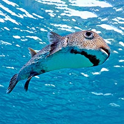 Diodontidae Archivi - Monaco Nature Encyclopedia