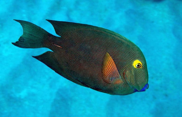 Ctenochaetus strigosus - Monaco Nature Encyclopedia