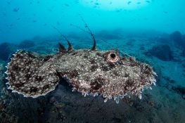 Lophius piscatorius - Monaco Nature Encyclopedia