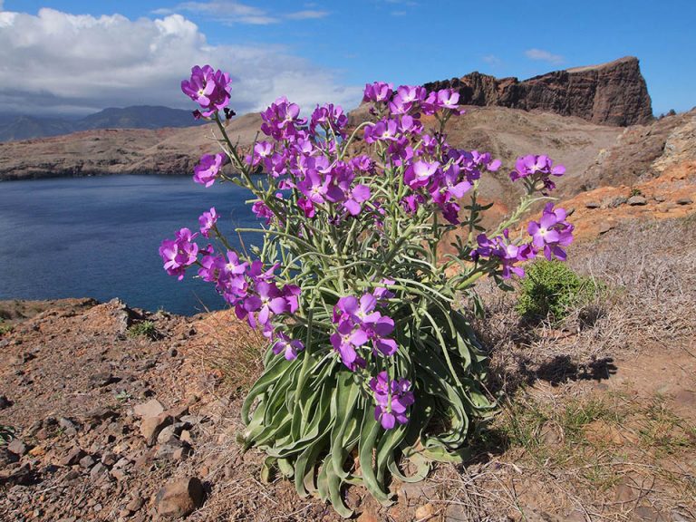 Matthiola maderensis - Monaco Nature Encyclopedia