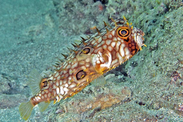 Chilomycterus antillarum - Monaco Nature Encyclopedia