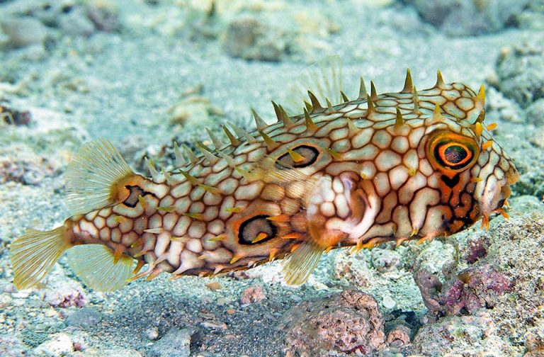 Chilomycterus antillarum - Monaco Nature Encyclopedia