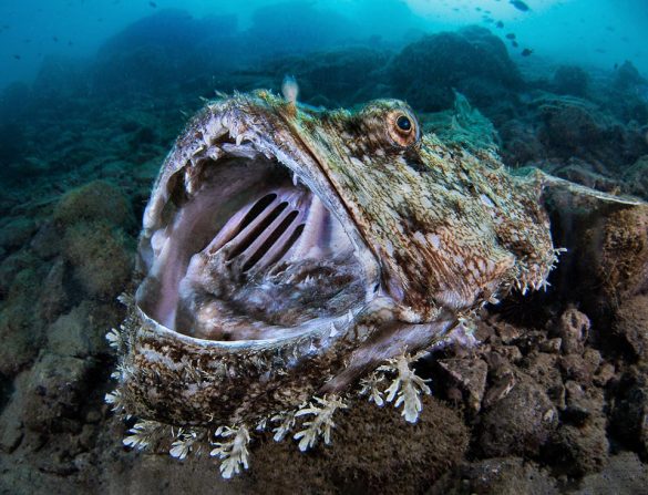 Lophius piscatorius - Monaco Nature Encyclopedia