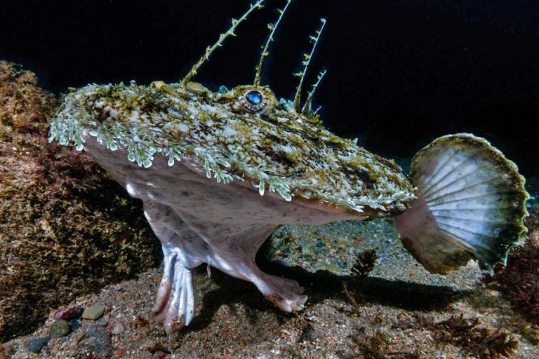 Lophius piscatorius - Monaco Nature Encyclopedia