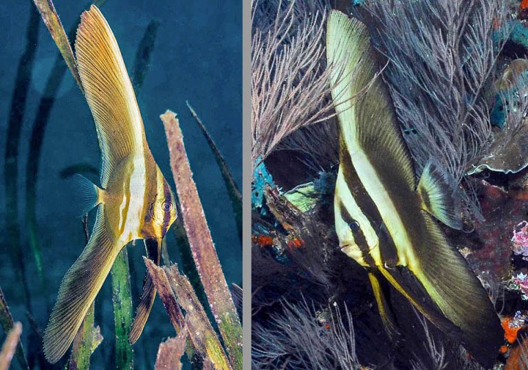 Platax teira - Monaco Nature Encyclopedia