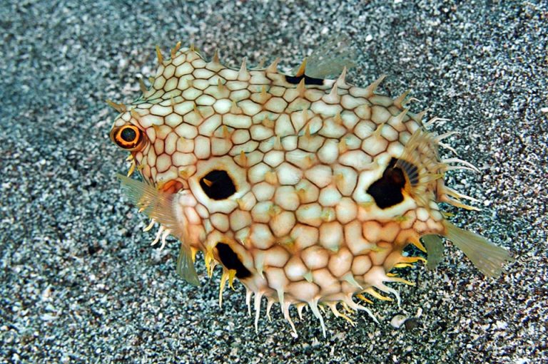 Chilomycterus antillarum - Monaco Nature Encyclopedia