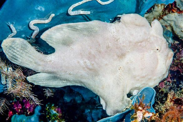 Antennarius commerson - Monaco Nature Encyclopedia